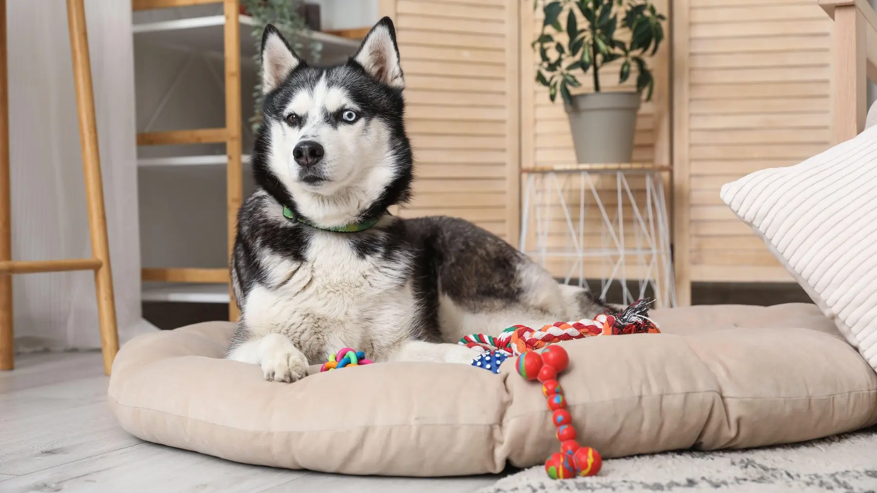 Stručnjak otkrio koje 3 rase pasa nikad ne bi kupio: Na prvom mjestu je rasa koju obožavamo